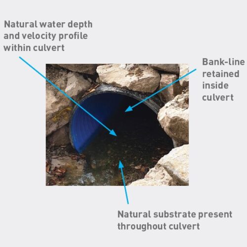 Fish Passage Management - P&F Global